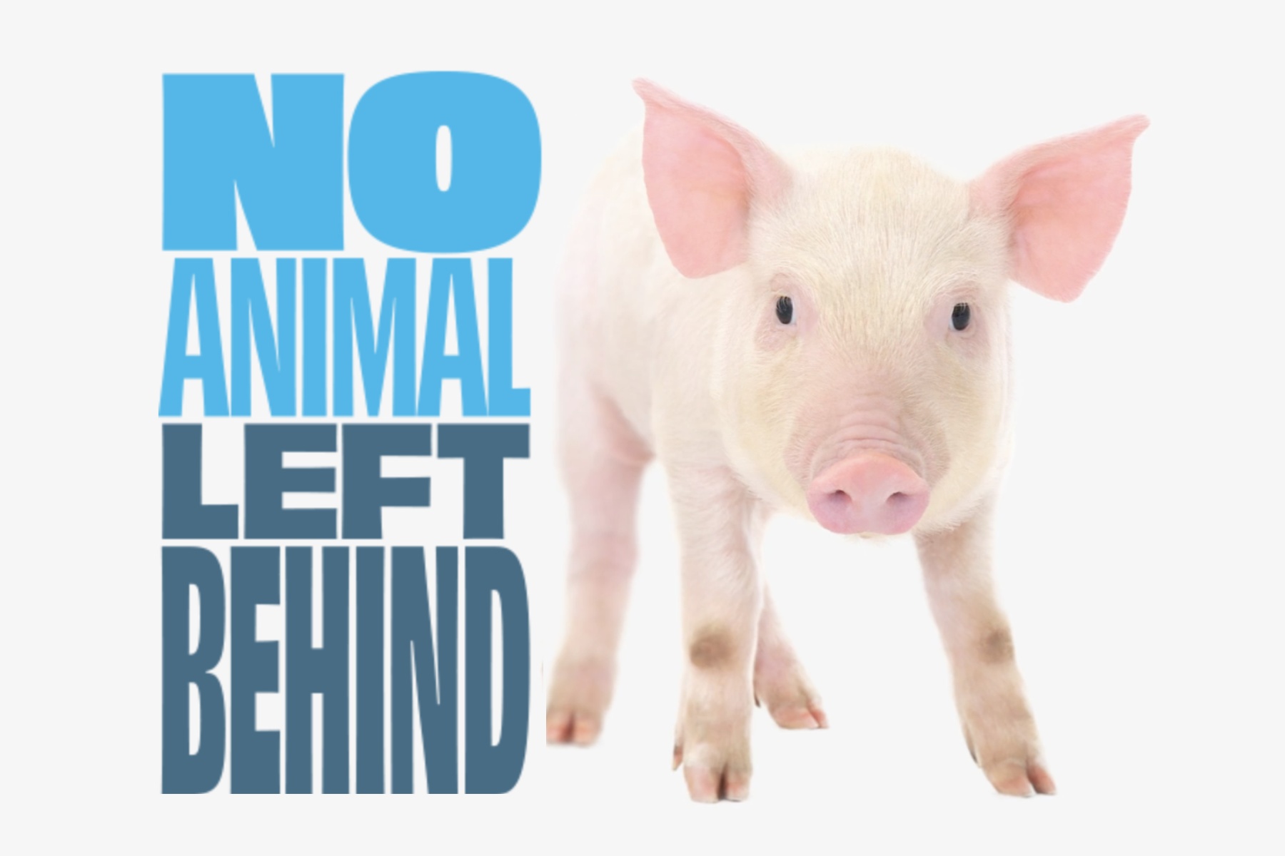 Animali negli Allevamenti - No Animal Left Behind