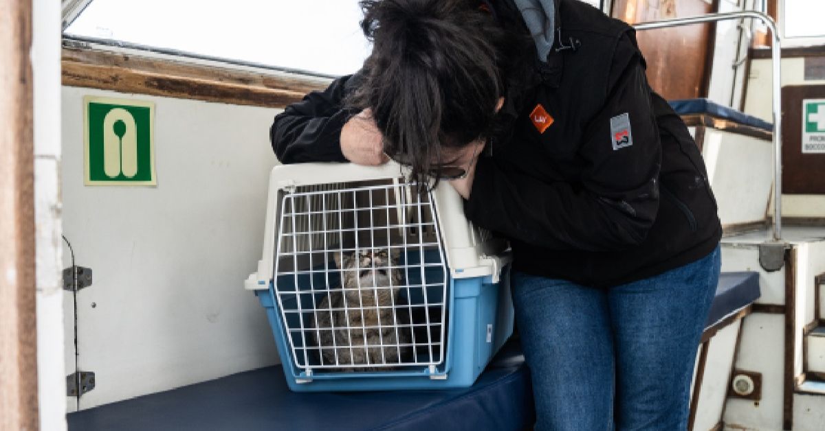 La storia di Any: gatta salvata in mare