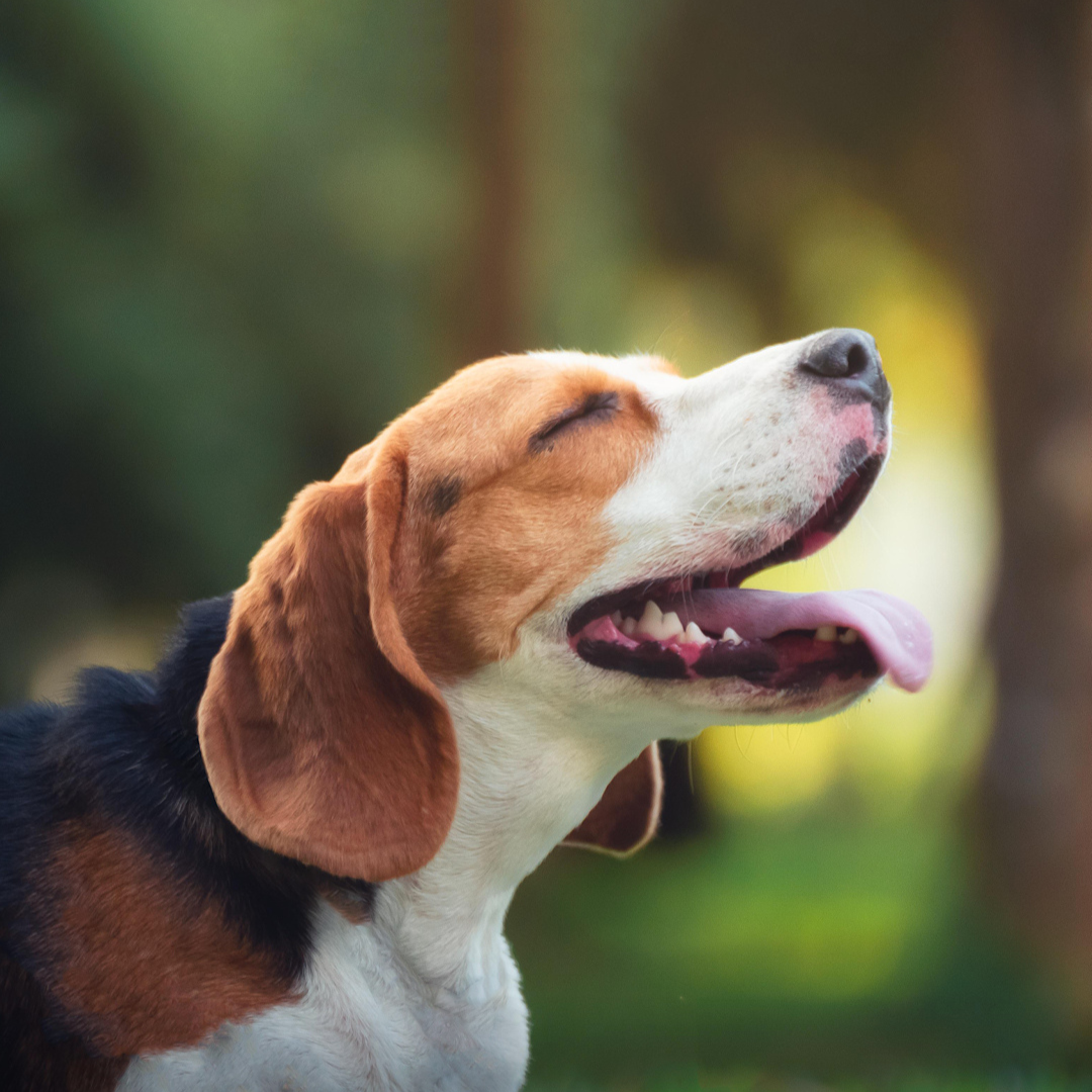 Ricerca senza animali: 100% di firme utili dall’Italia per l'iniziativa ...