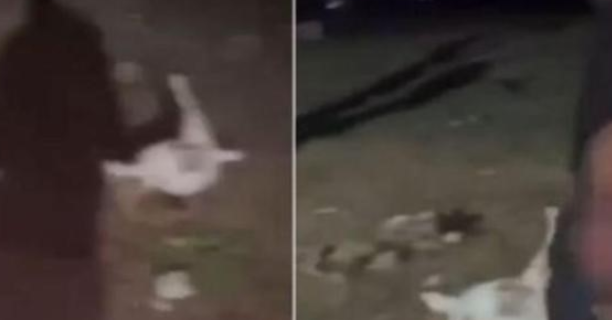 Capretta uccisa ad Anagni: chiediamo di approfondire le chat dei ragazzi