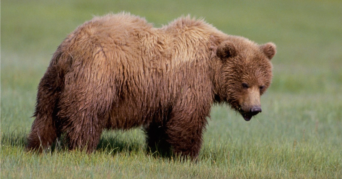 L'ira di Fugatti non si arresta: condannato a morte anche MJ5