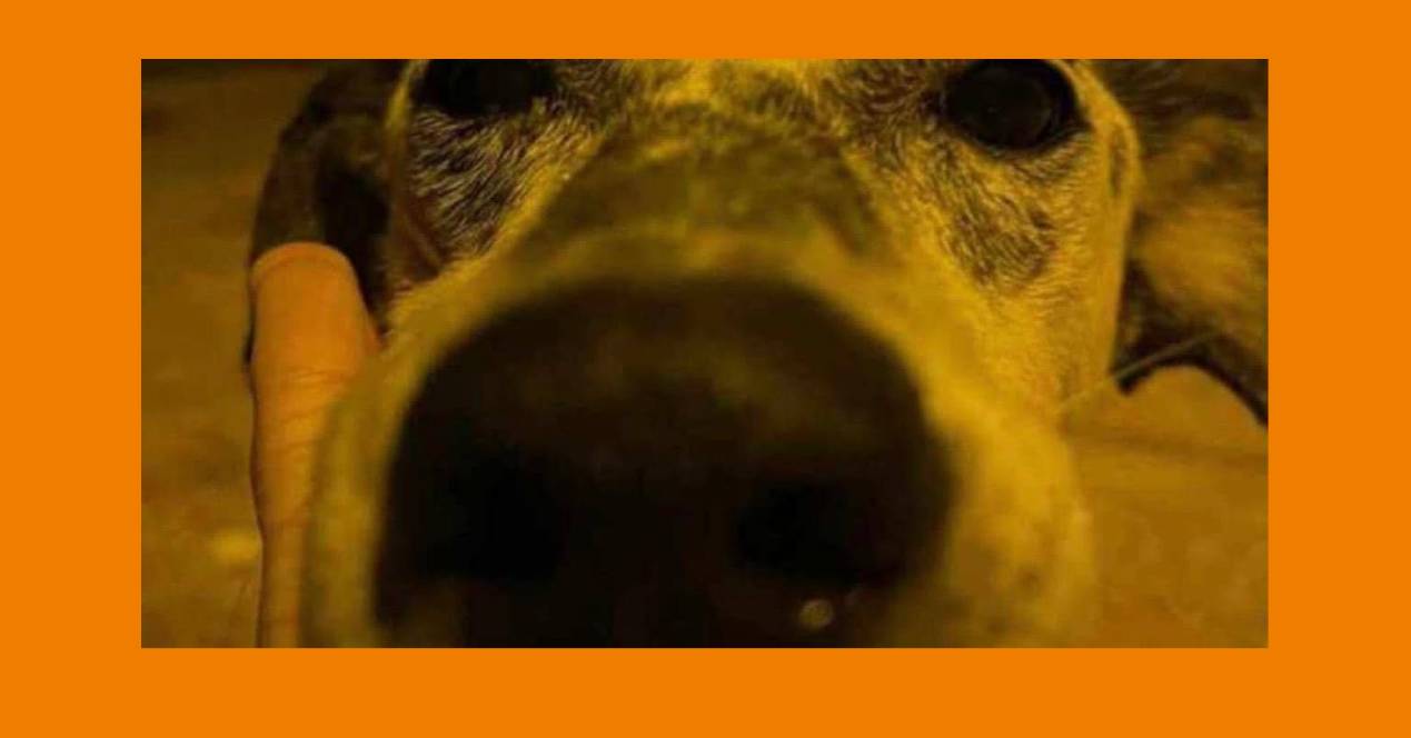 Bono (SS): morto cane Alex preso a calci. Era sordo e cieco.