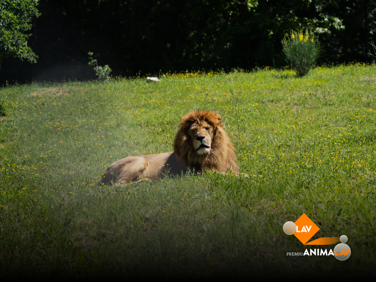 AnimaLAV: il premio per chi si schiera dalla parte degli animali!