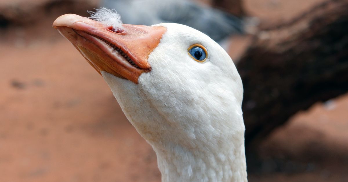 Anatre, oche e quaglie: EFSA boccia gli attuali sistemi di allevamento