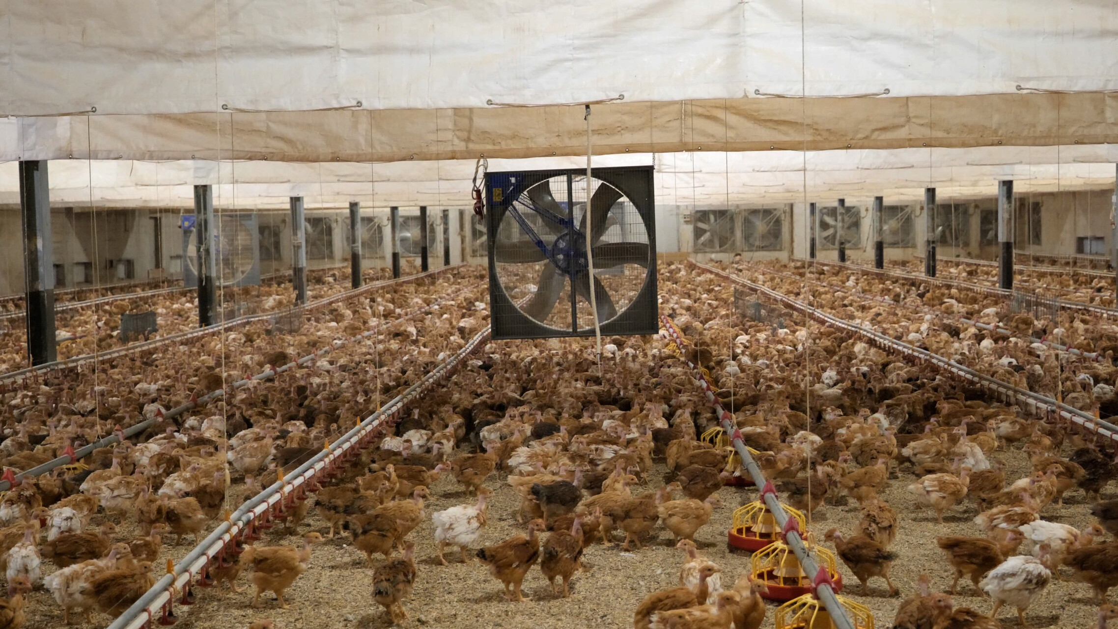 Giunte regionali interpellate sul caso Fileni: richiesti controlli