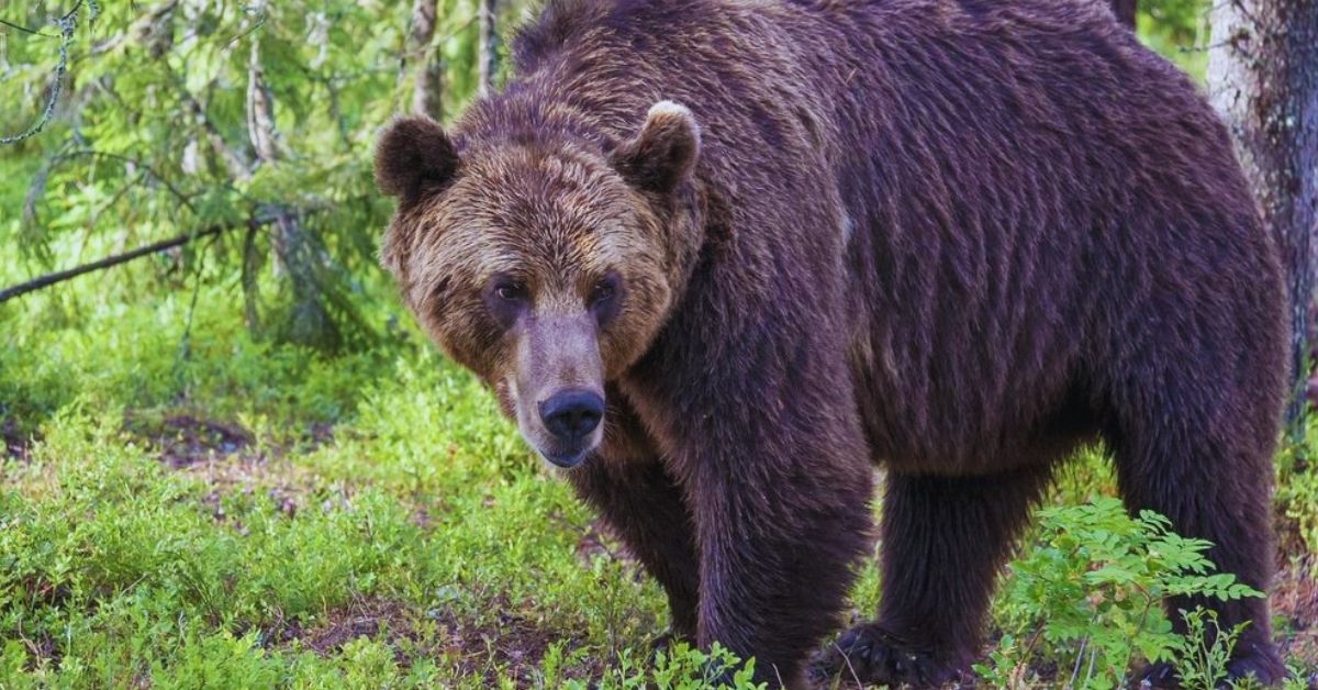 Orsa JJ4, ci sono più scuse per il suo trasferimento in Romania