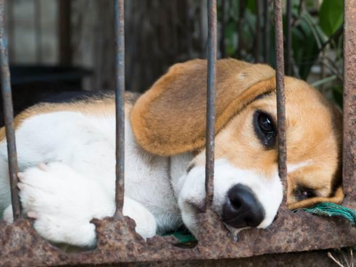 Chiediamo al Ministro della Ricerca fondi per lo sviluppo di modelli ...