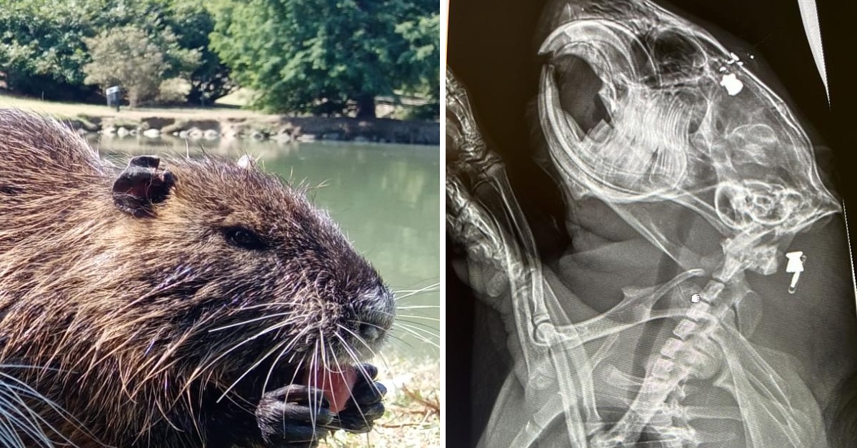 Nutria muore fra atroci sofferenze, colpita con un'arma ad aria compressa