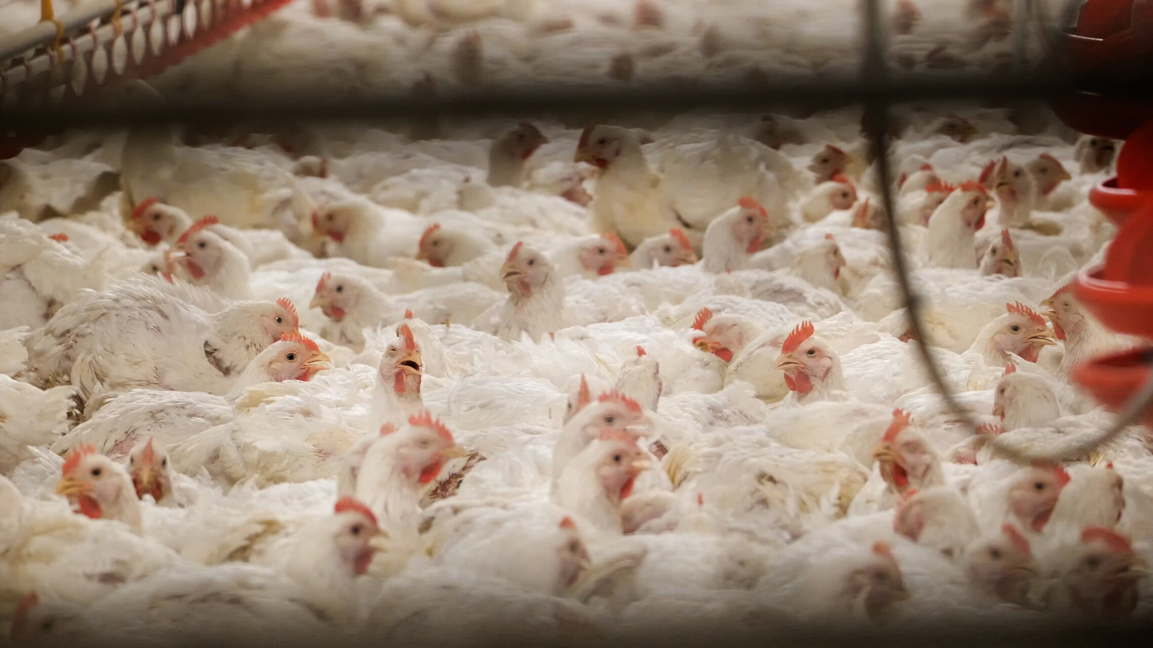 B-Lab revochi a Fileni la certificazione B-Corp