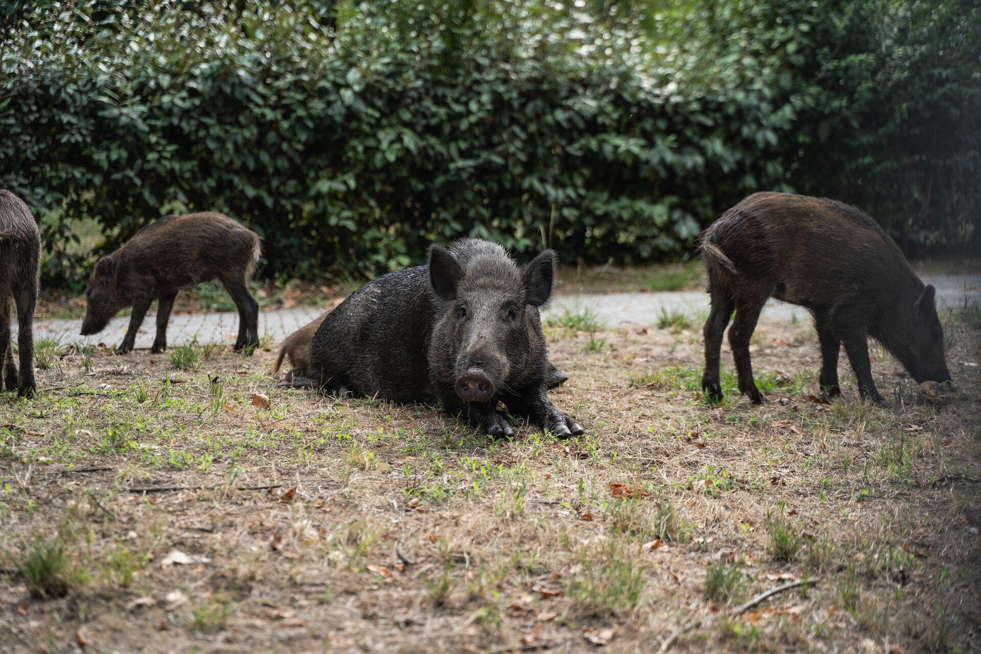 Vaccino GonaCon: un'alternativa non cruenta alla caccia è possibile!