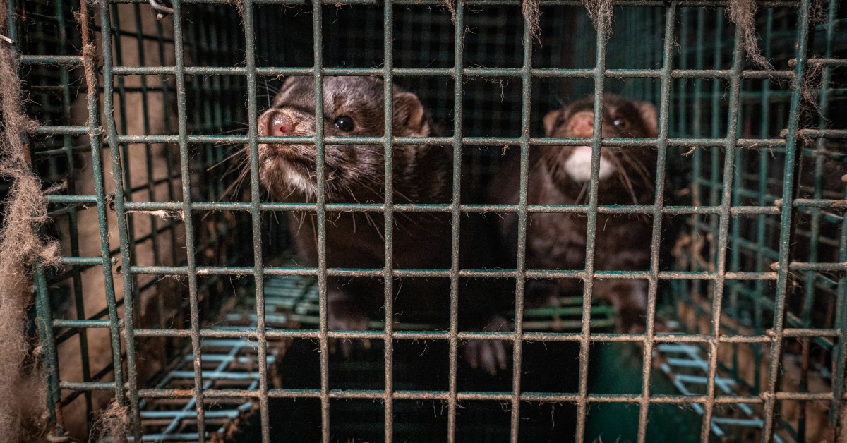 I visoni rimasti negli allevamenti italiani sono ancora a rischio ...