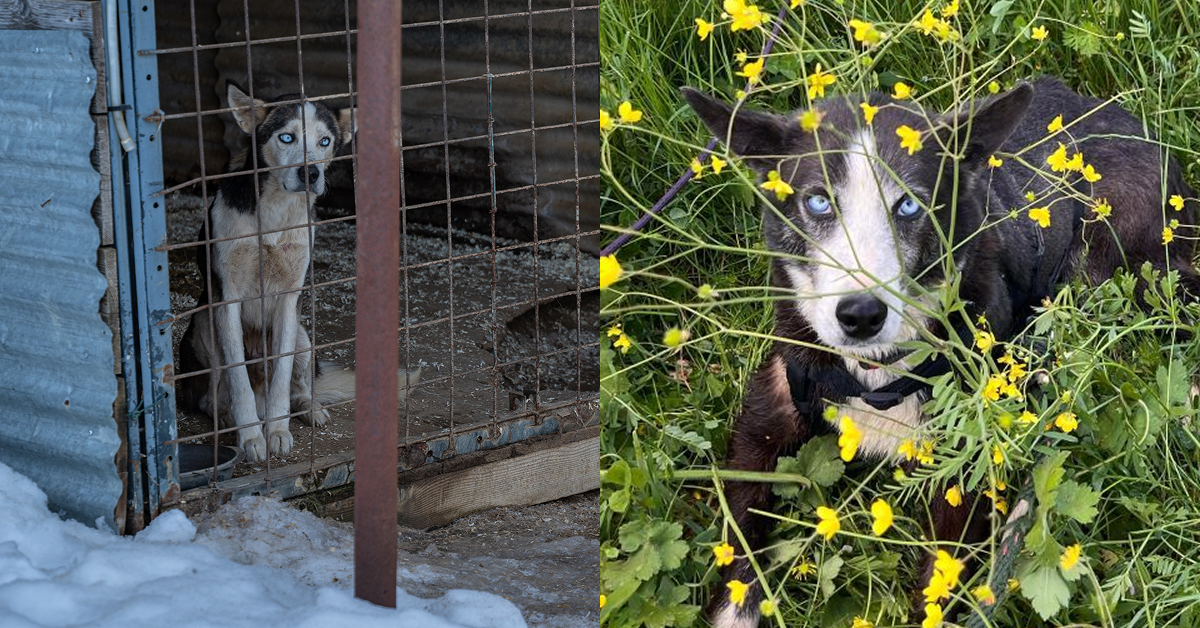 Gli Alaskan Husky che abbiamo salvato, ora cercano finalmente casa