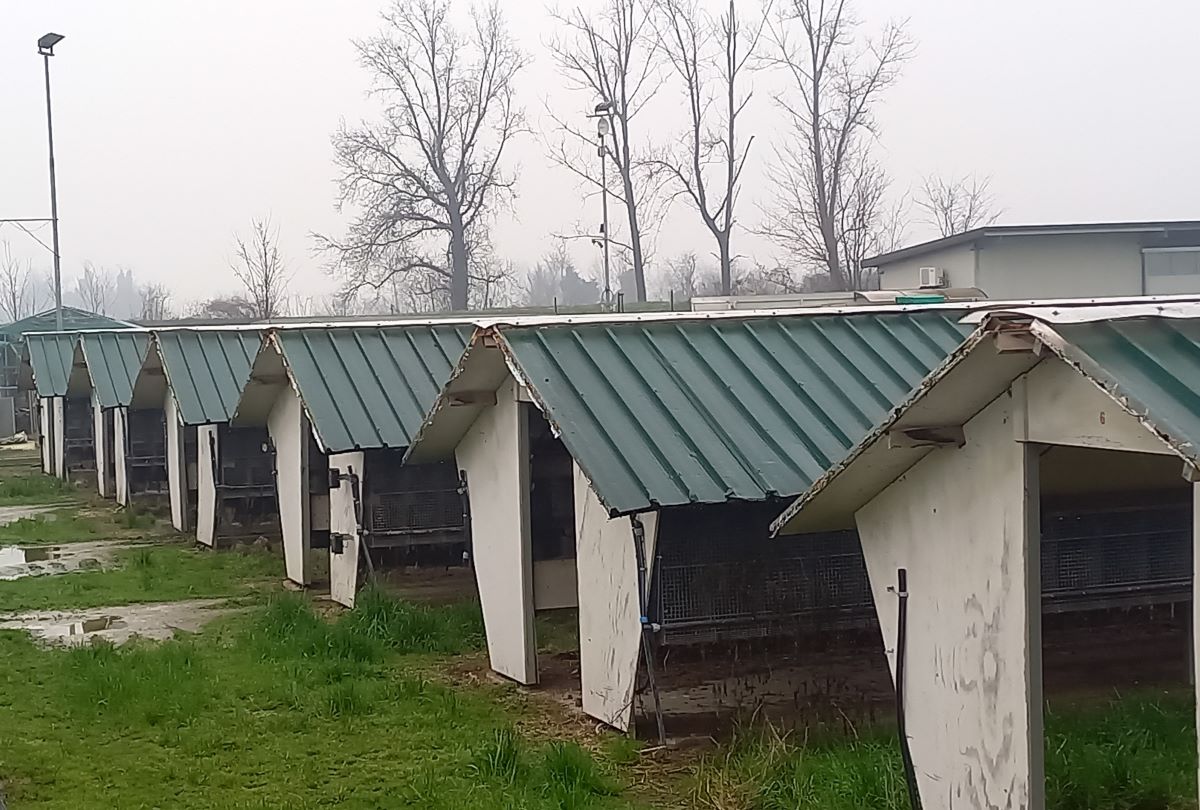 Visoni: abbiamo scoperto un focolaio di coronavirus SARS-COV-2 tra ...