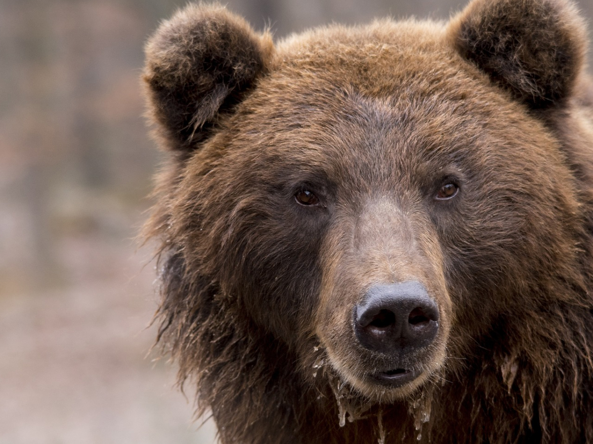Le analisi genetiche confermano la morte di MJ5